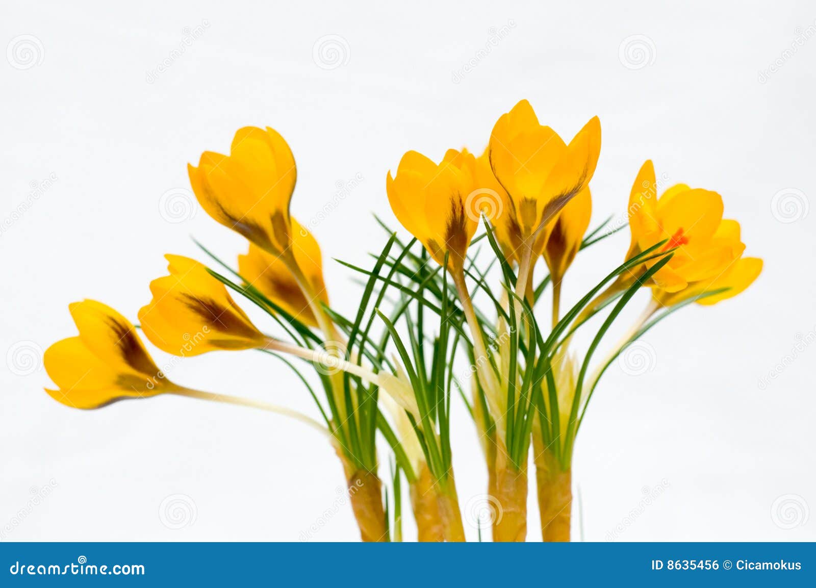 Yellow Crocus Flowers Isolated Stock Photo - Image of flower, tiny: 8635456