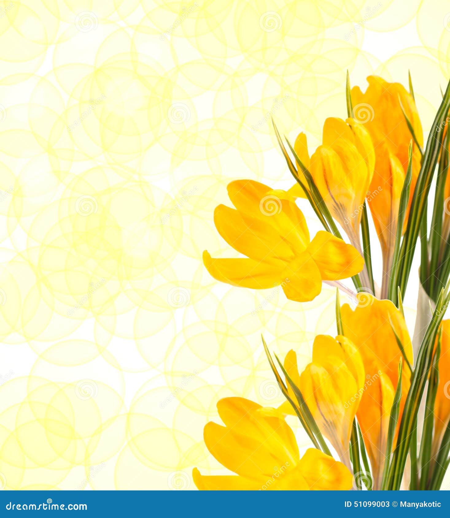 Yellow crocus flowers stock image. Image of seasonal - 51099003