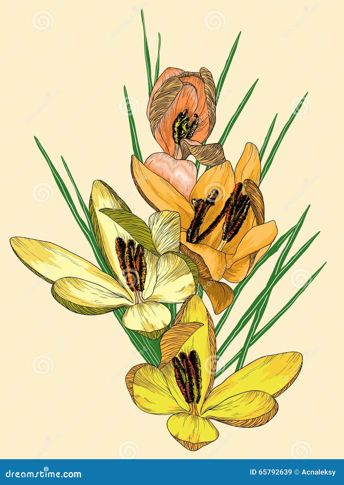 Yellow crocus flowers stock vector. Illustration of leaf - 65792639