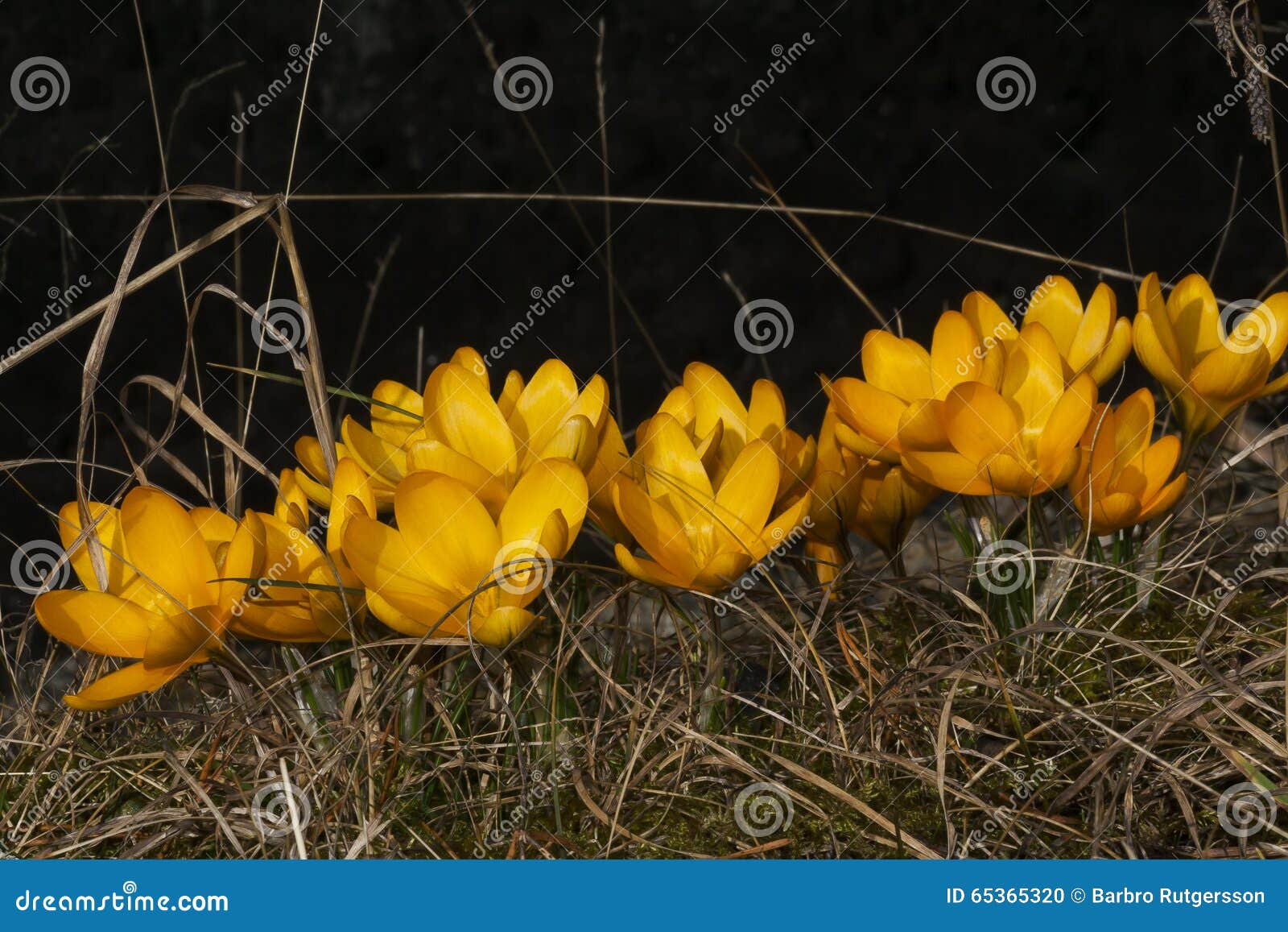Yellow crocus stock photo. Image of garden, plant, blossoming - 65365320