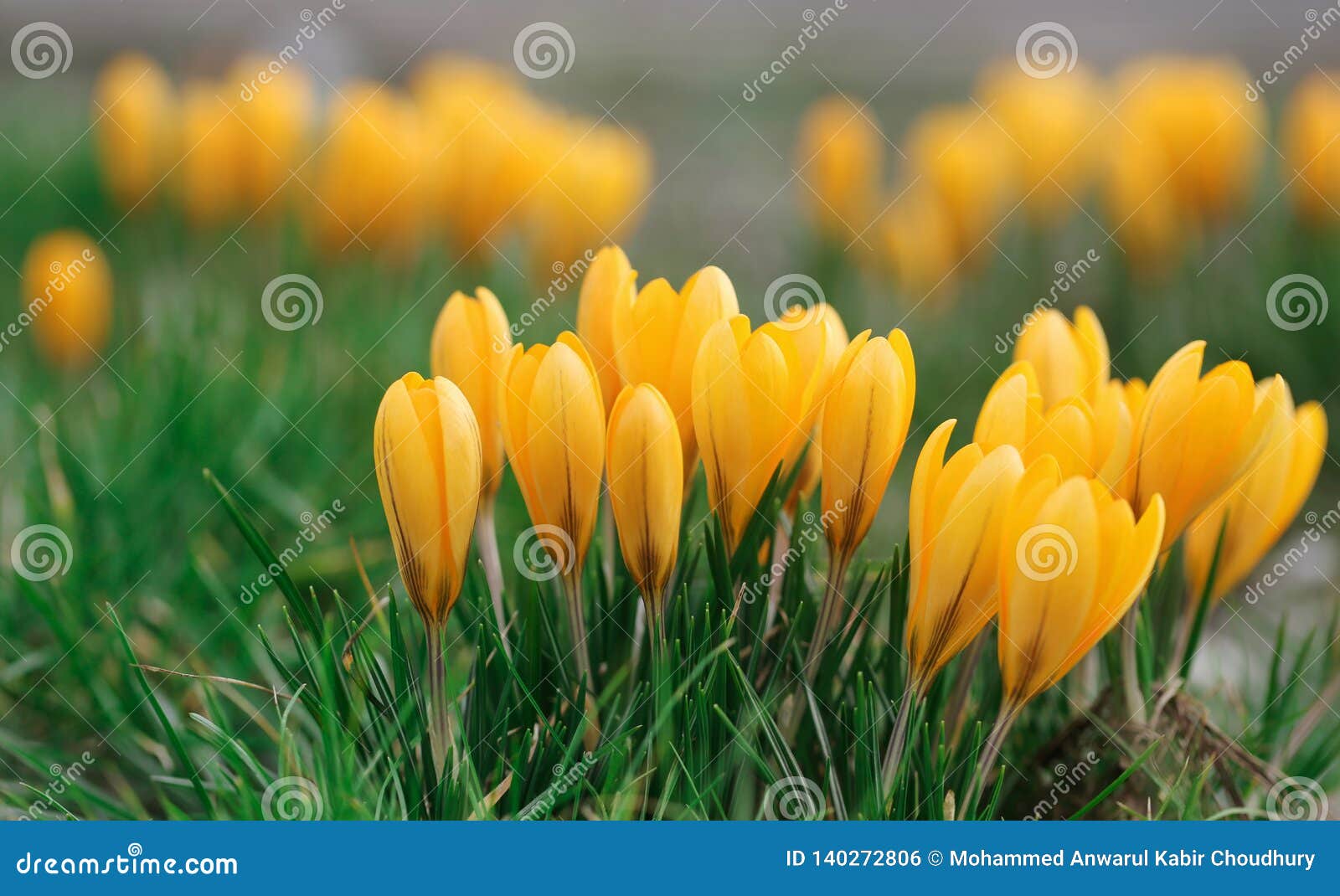 Yellow crocus stock photo. Image of bulb, beautiful - 140272806