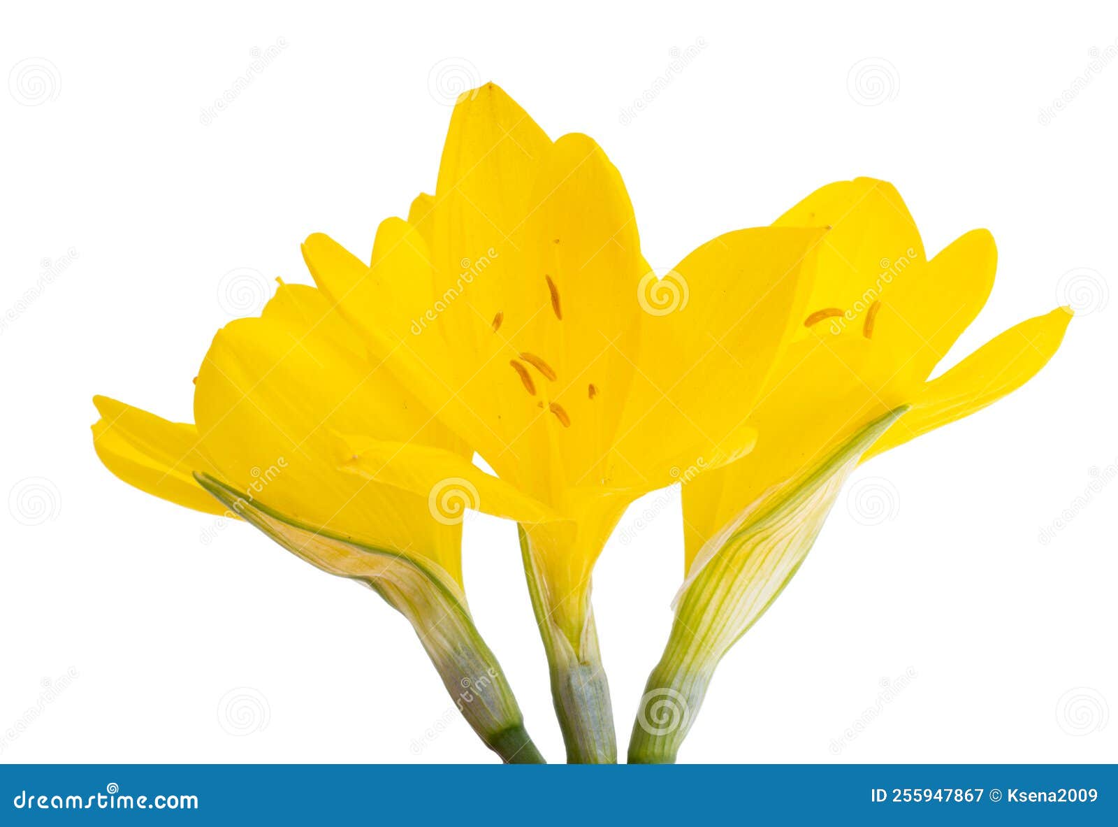 Yellow crocus isolated stock image. Image of leaves - 255947867