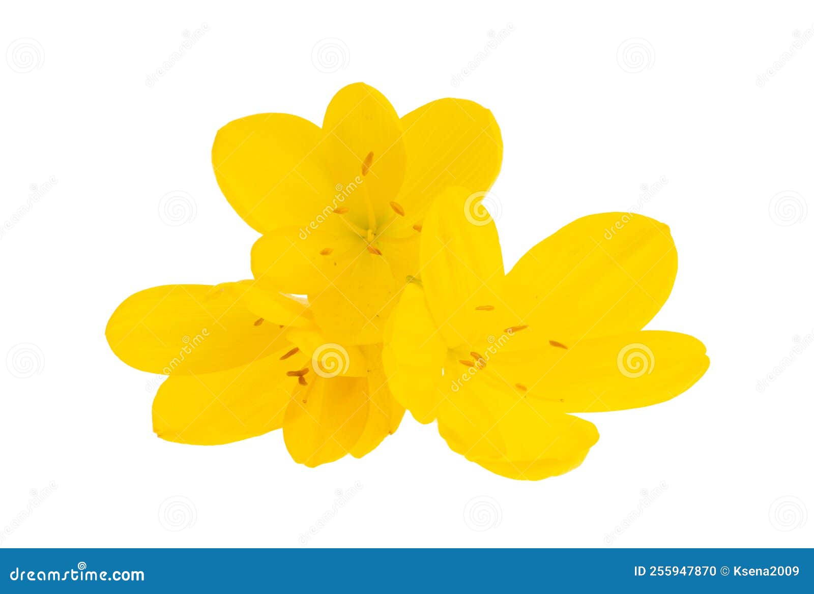 Yellow crocus isolated stock photo. Image of floral - 255947870