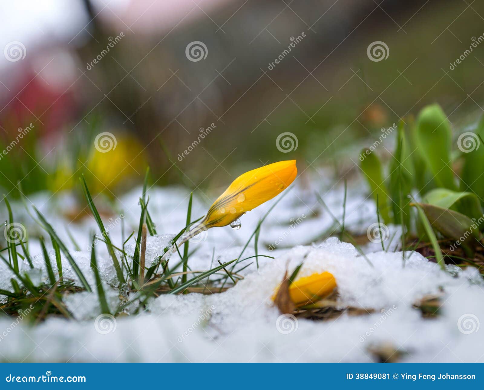 Yellow Crocus in Melting Snow Stock Image - Image of white, nature ...