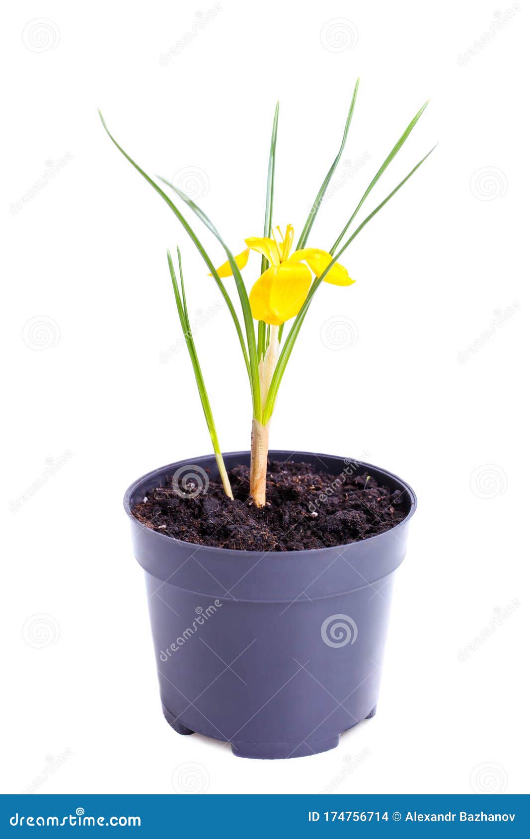 Yellow crocus in a pot stock photo. Image of flora, flower - 174756714