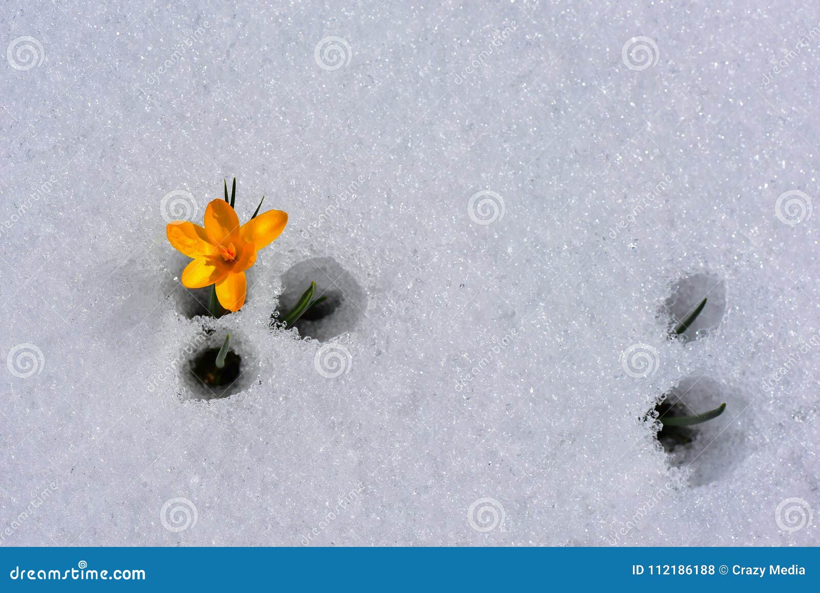 Yellow Crocus Pushing through Snow Stock Photo - Image of competing ...