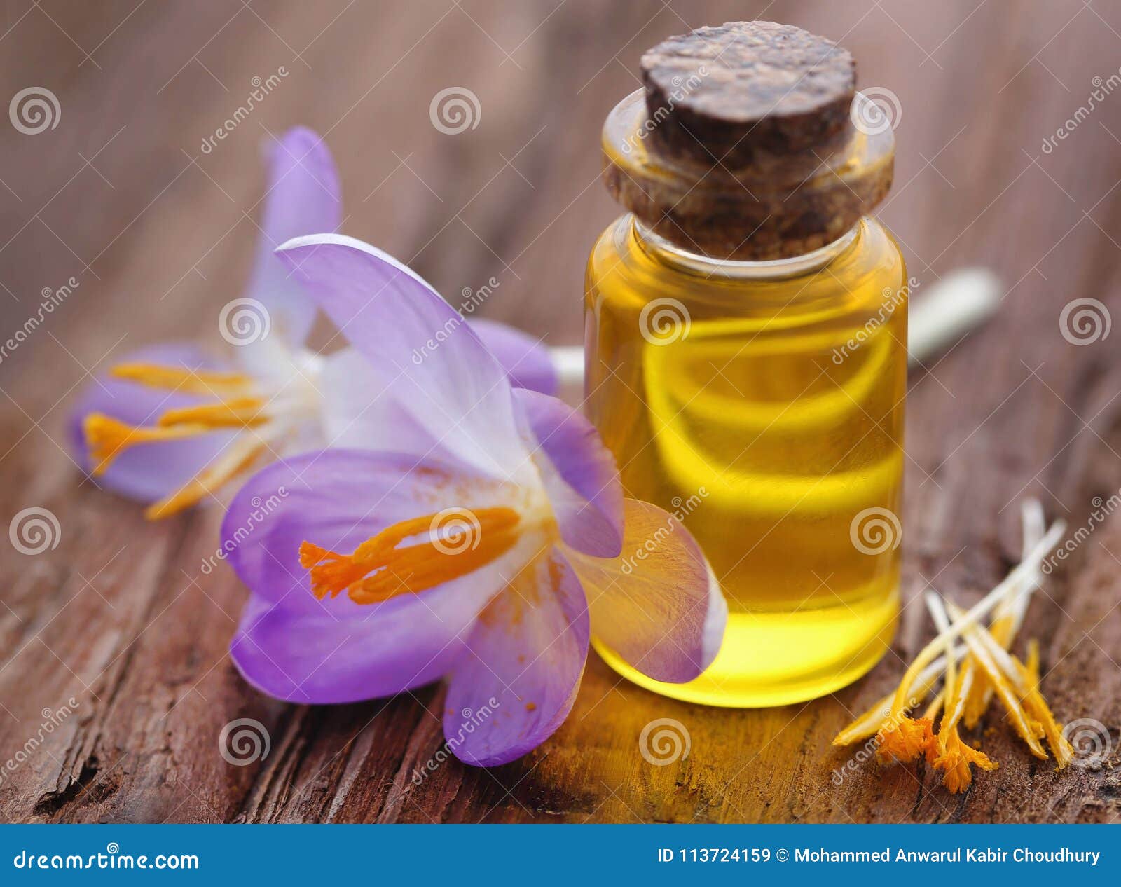 Yellow Crocus or Saffron stock image. Image of closeup - 113724159