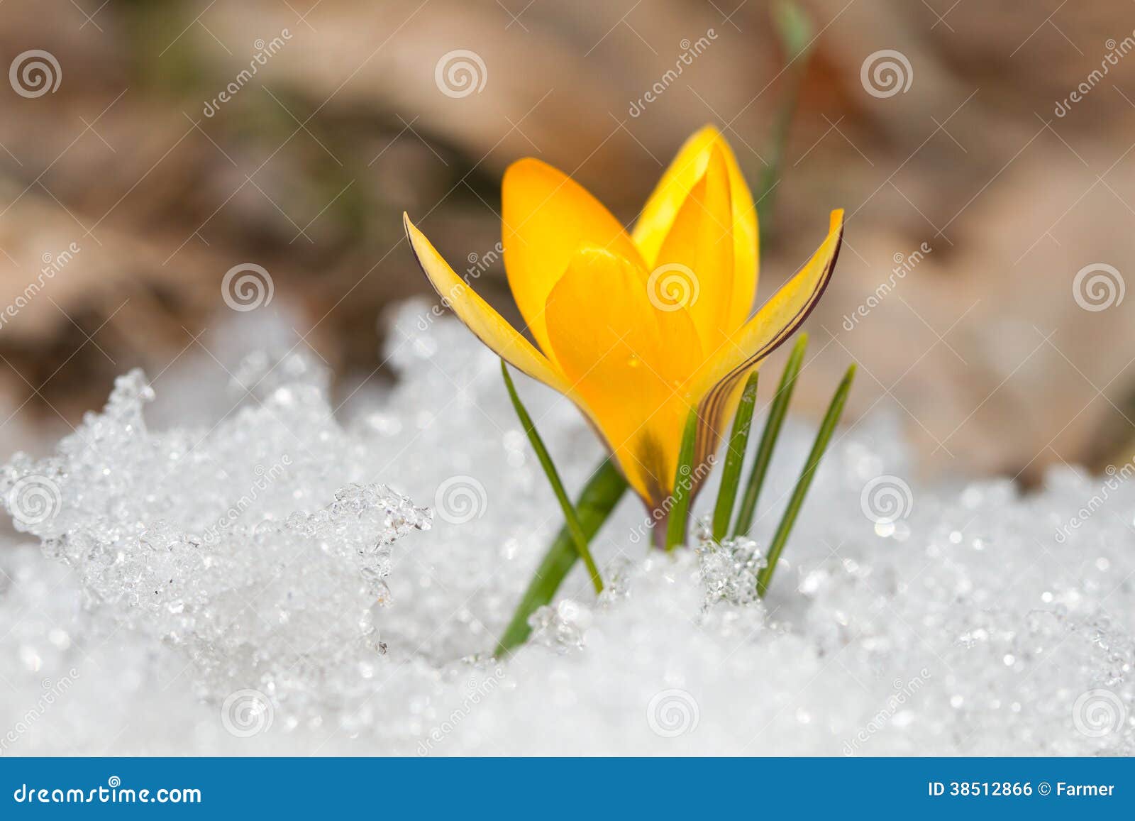 Yellow crocus stock photo. Image of natural, sunlight - 38512866