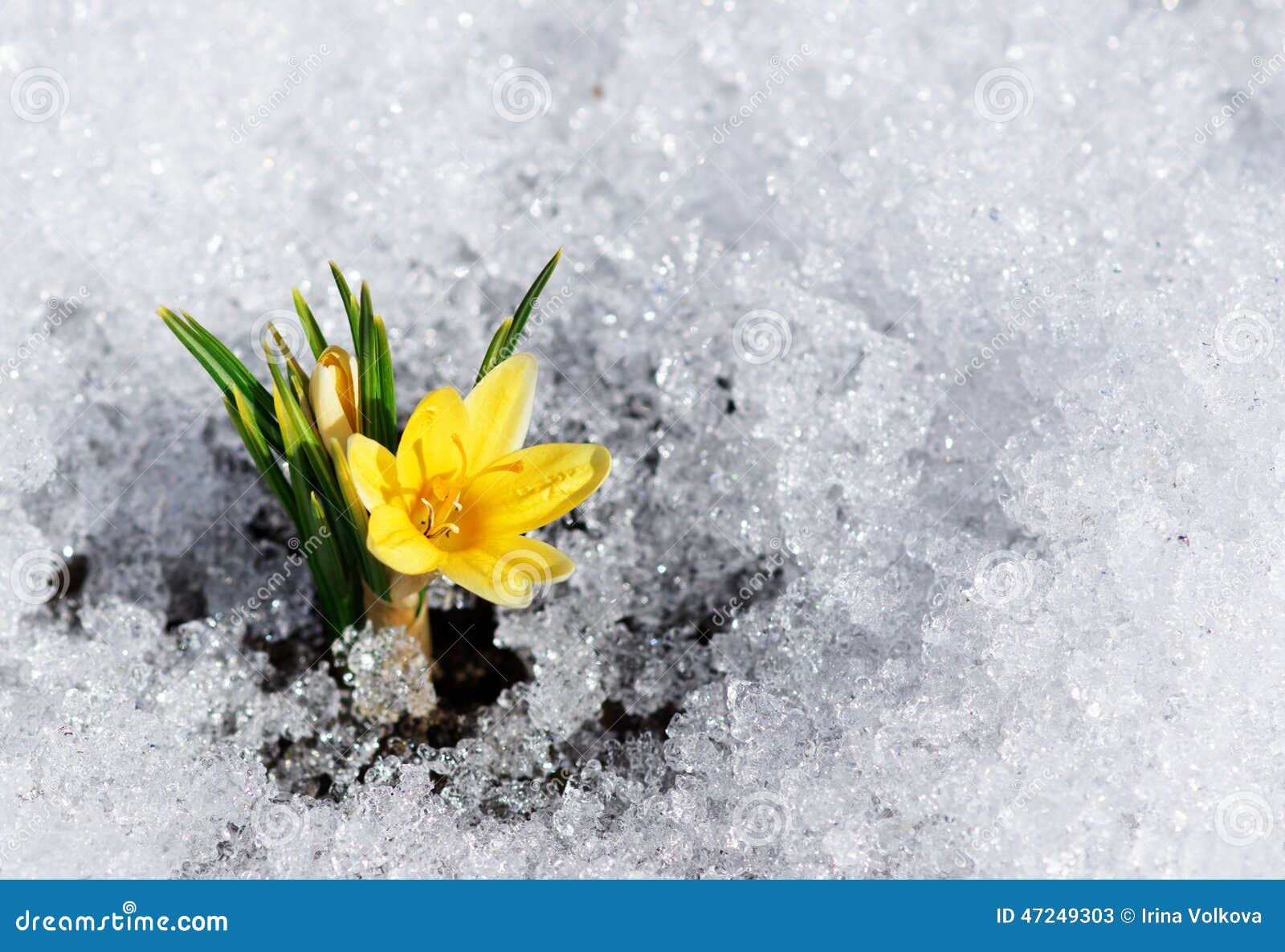 Yellow crocus in snow stock image. Image of crystal, blooming - 47249303