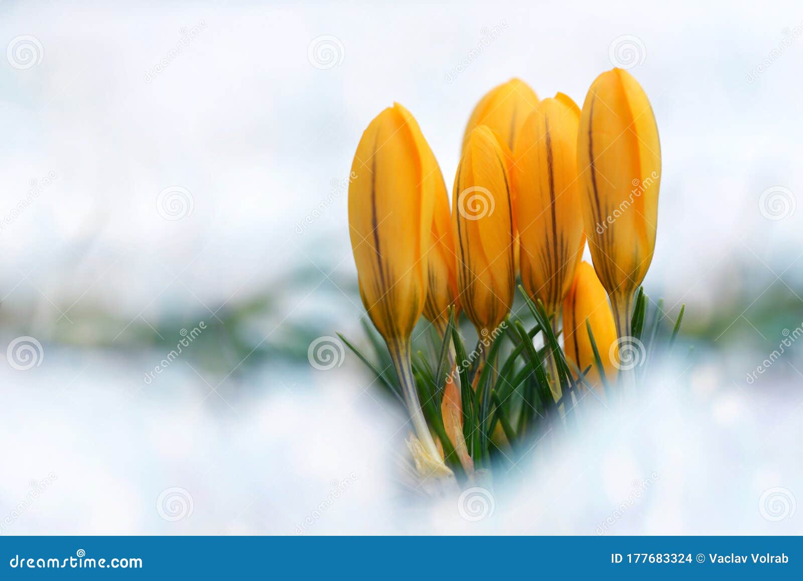Yellow crocus in snow. stock photo. Image of seasonal - 177683324