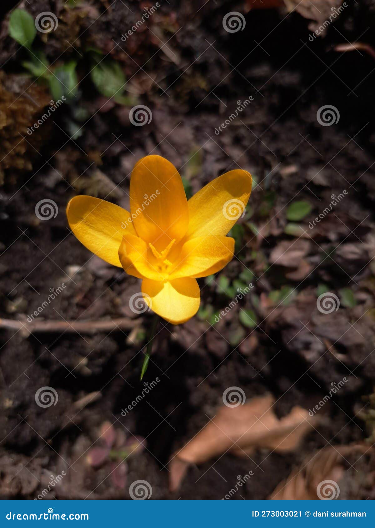 Yellow crocus vernus stock image. Image of crocus, yellow - 273003021