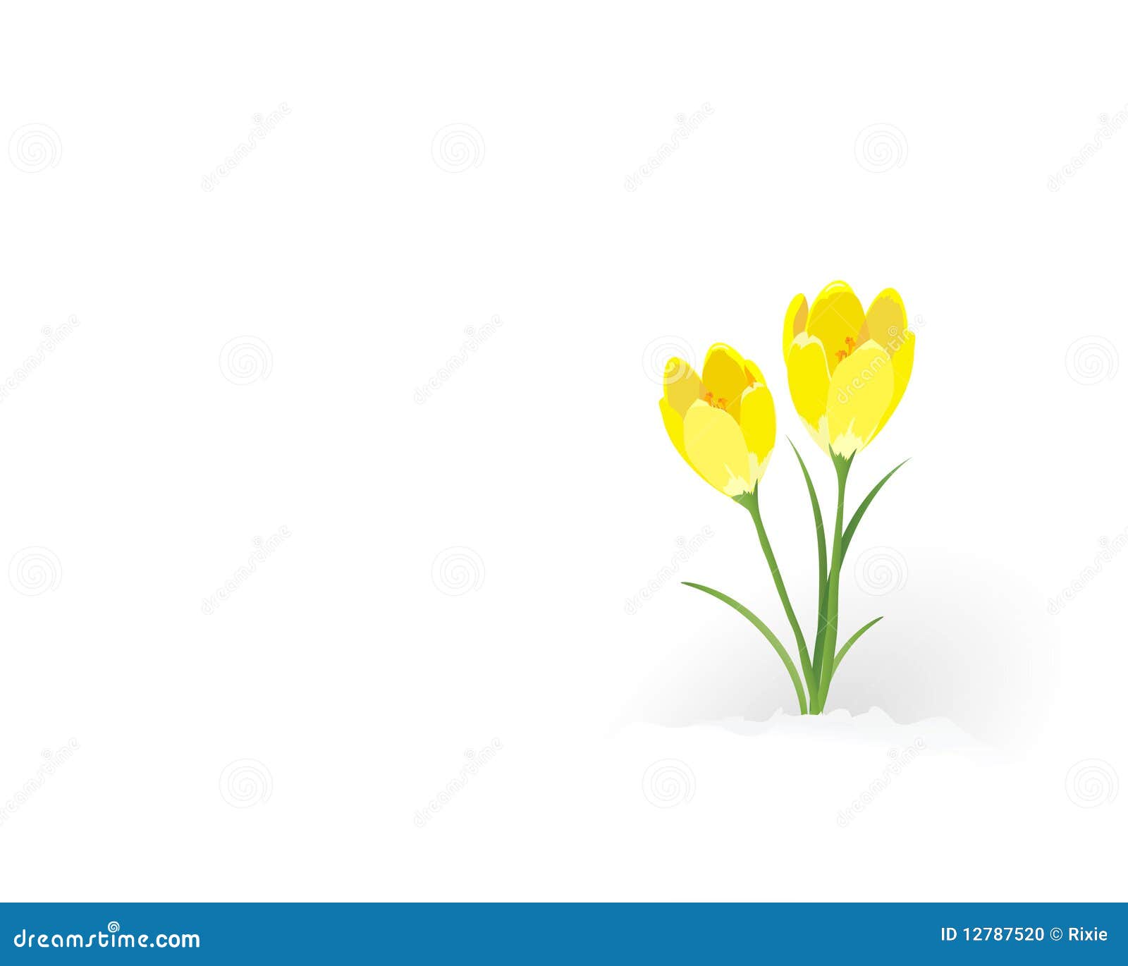 Yellow crocuses stock vector. Illustration of background - 12787520