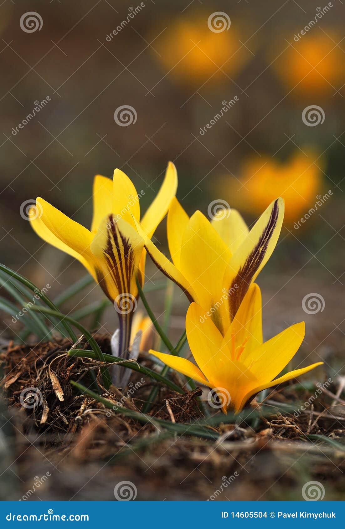 YELLOW CROCUSES stock photo. Image of flower, park, garden - 14605504