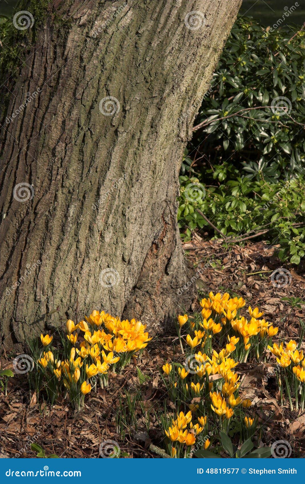 Yellow Crocuses Blooming Under Tree Trunk Stock Image - Image of spring ...