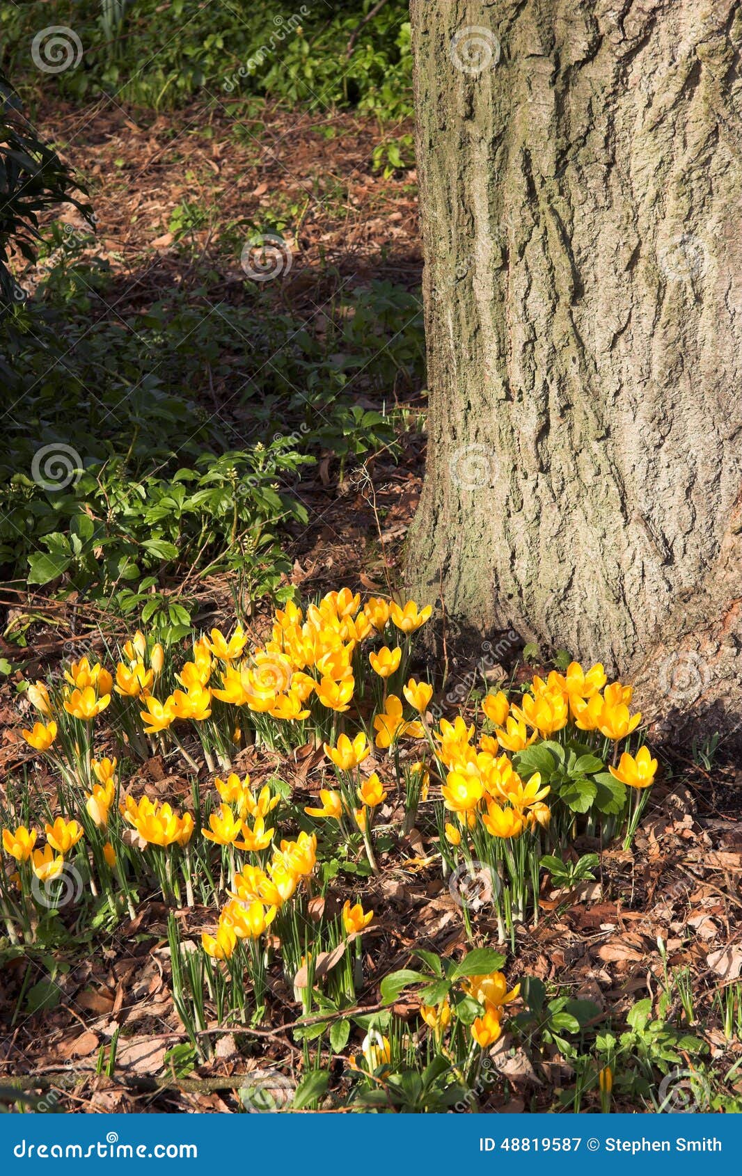Yellow Crocuses Blooming Under Tree Trunk Stock Image - Image of bulbs ...