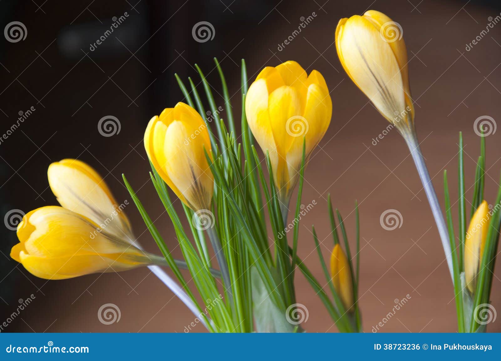 Yellow crocuses stock photo. Image of inside, indoor - 38723236