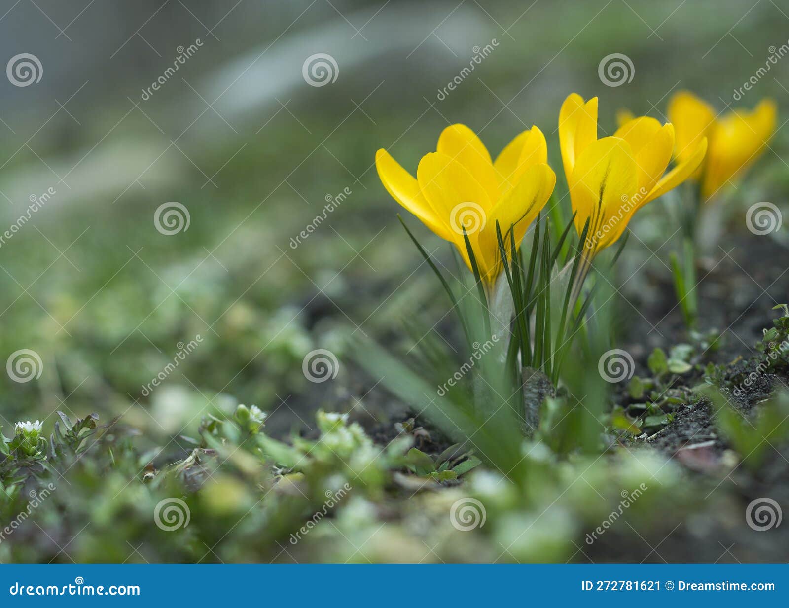 Yellow crocuses. Close-up stock image. Image of october - 272781621