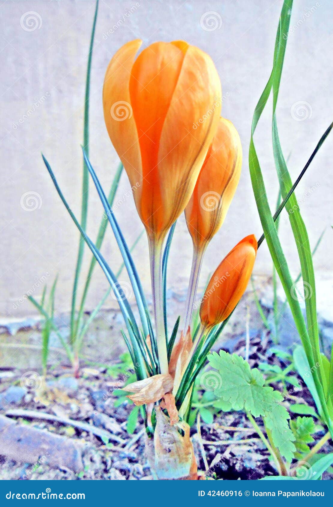 Yellow crocuses stock photo. Image of nature, perennials - 42460916