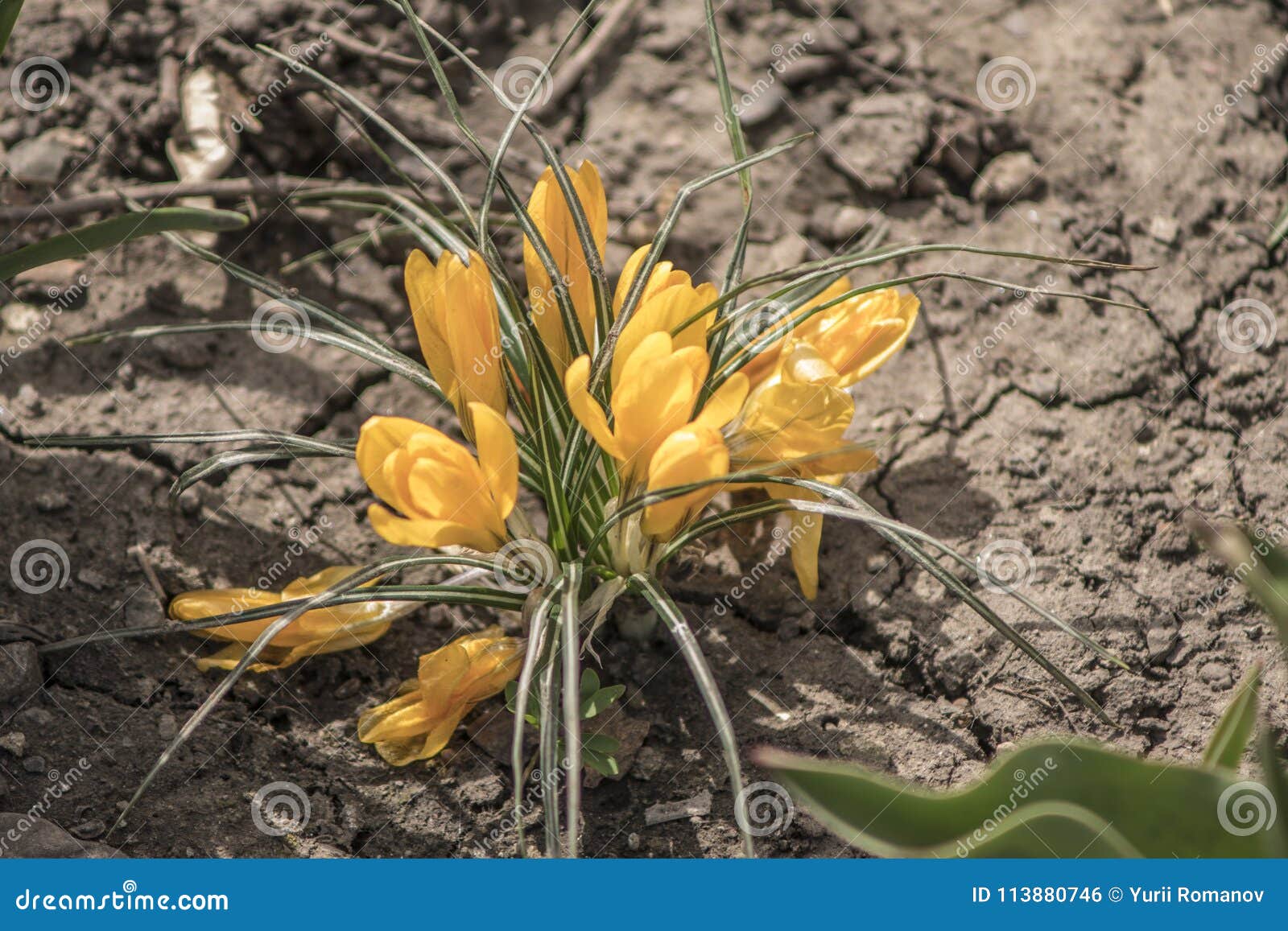 Yellow crocuses stock photo. Image of alpine, field - 113880746