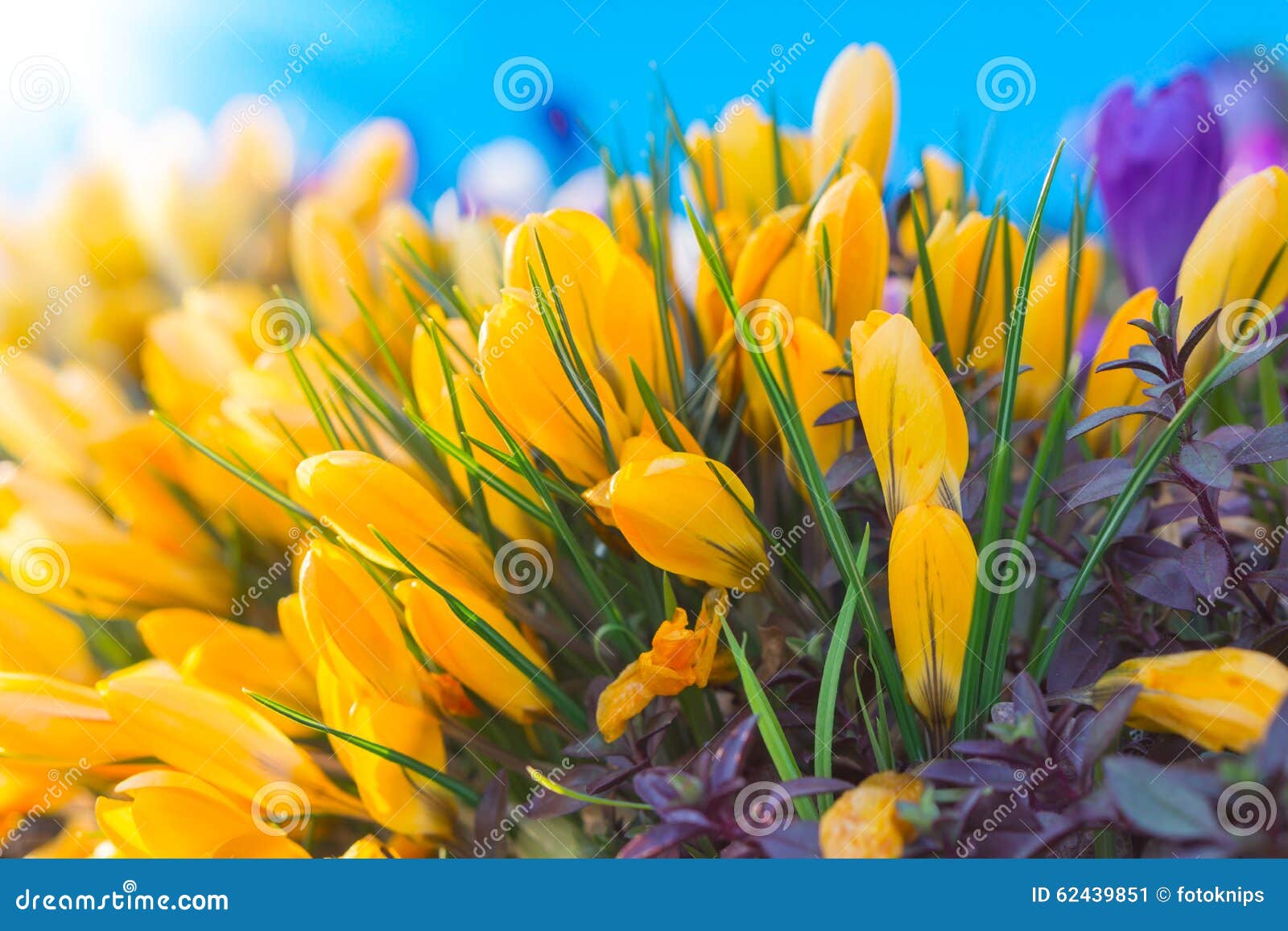 Yellow crocuses stock image. Image of blue, bloom, yellow - 62439851