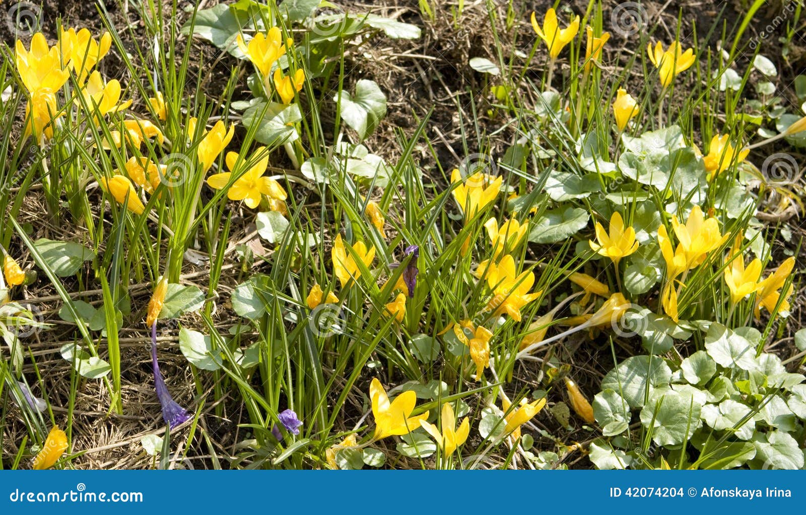 Yellow crocuses stock photo. Image of blossom, small - 42074204