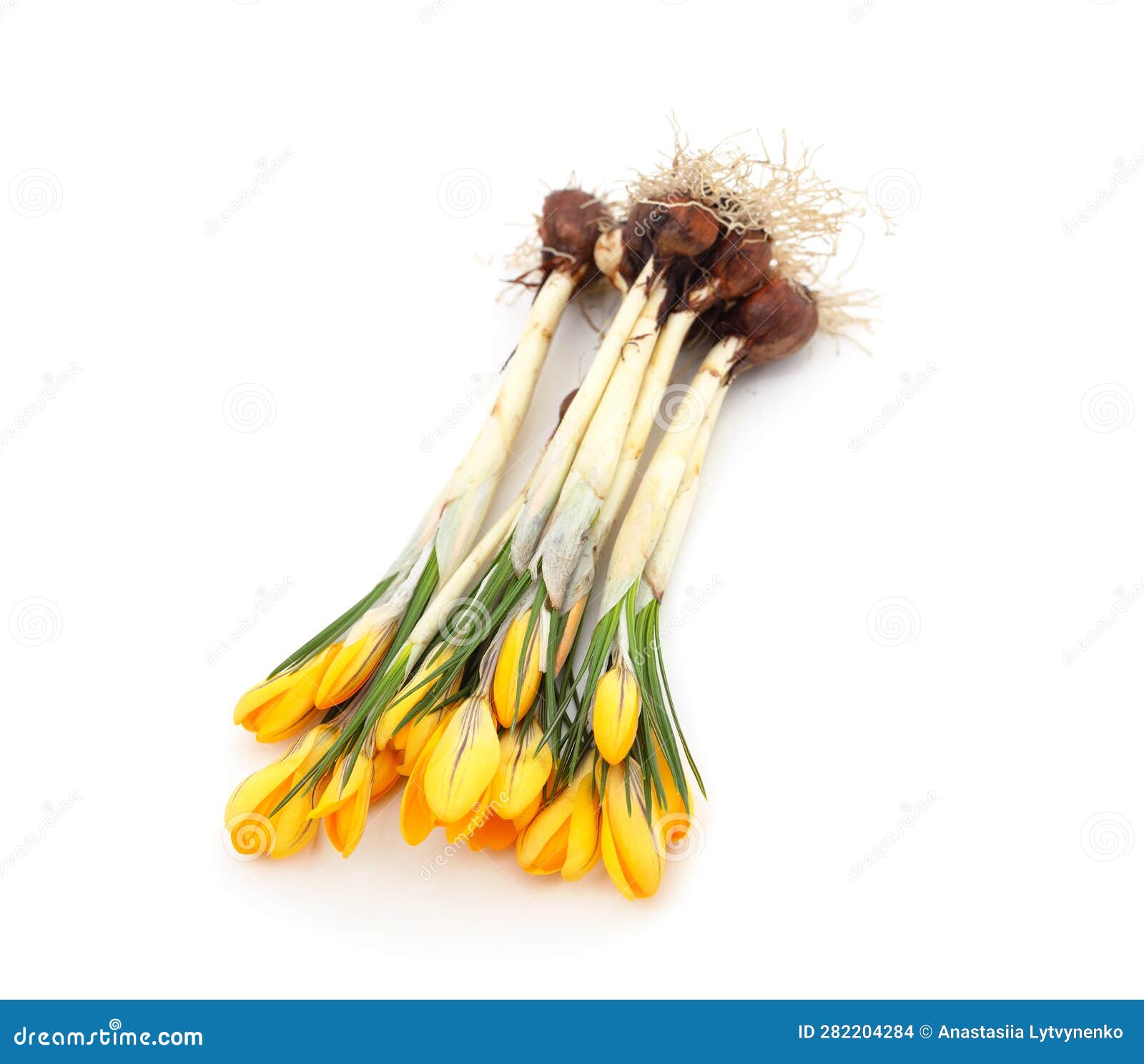 Yellow crocuses with roots stock photo. Image of leaves - 282204284