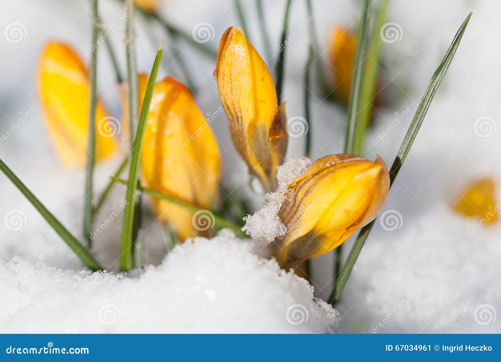 Yellow Crocuses in the Snow Stock Image - Image of bright, sunlight ...
