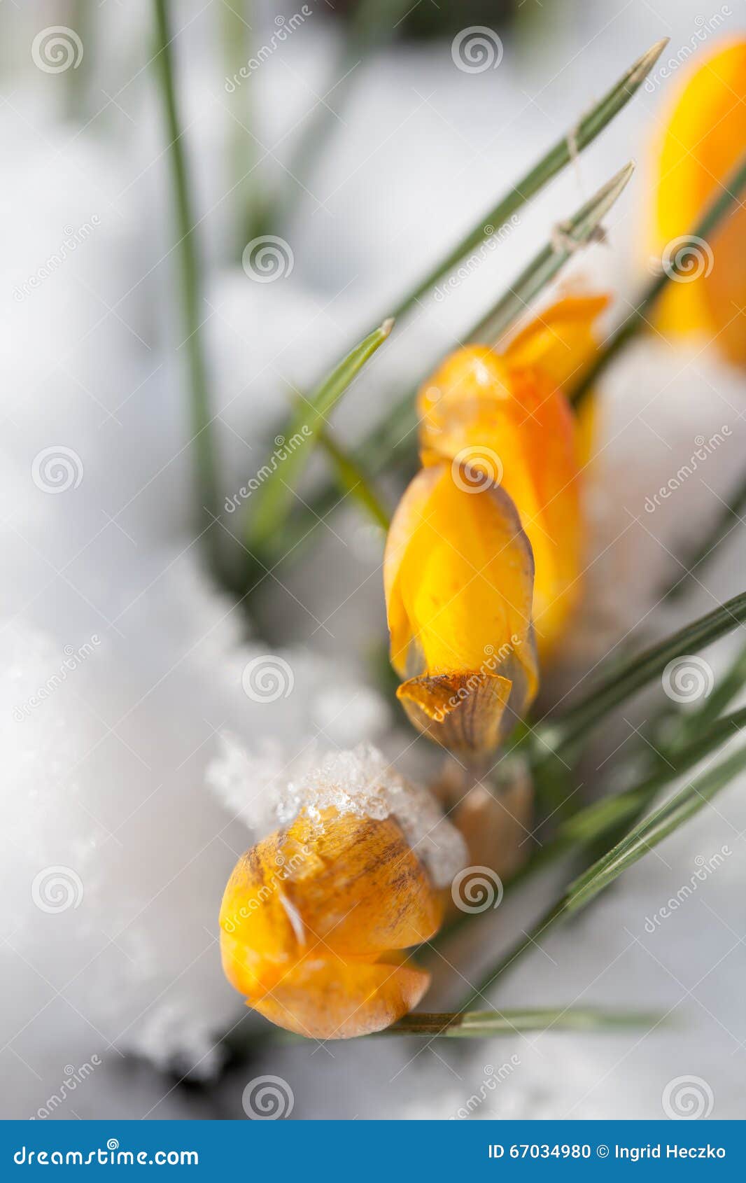 Yellow Crocuses in the Snow Stock Photo - Image of easter, plant: 67034980