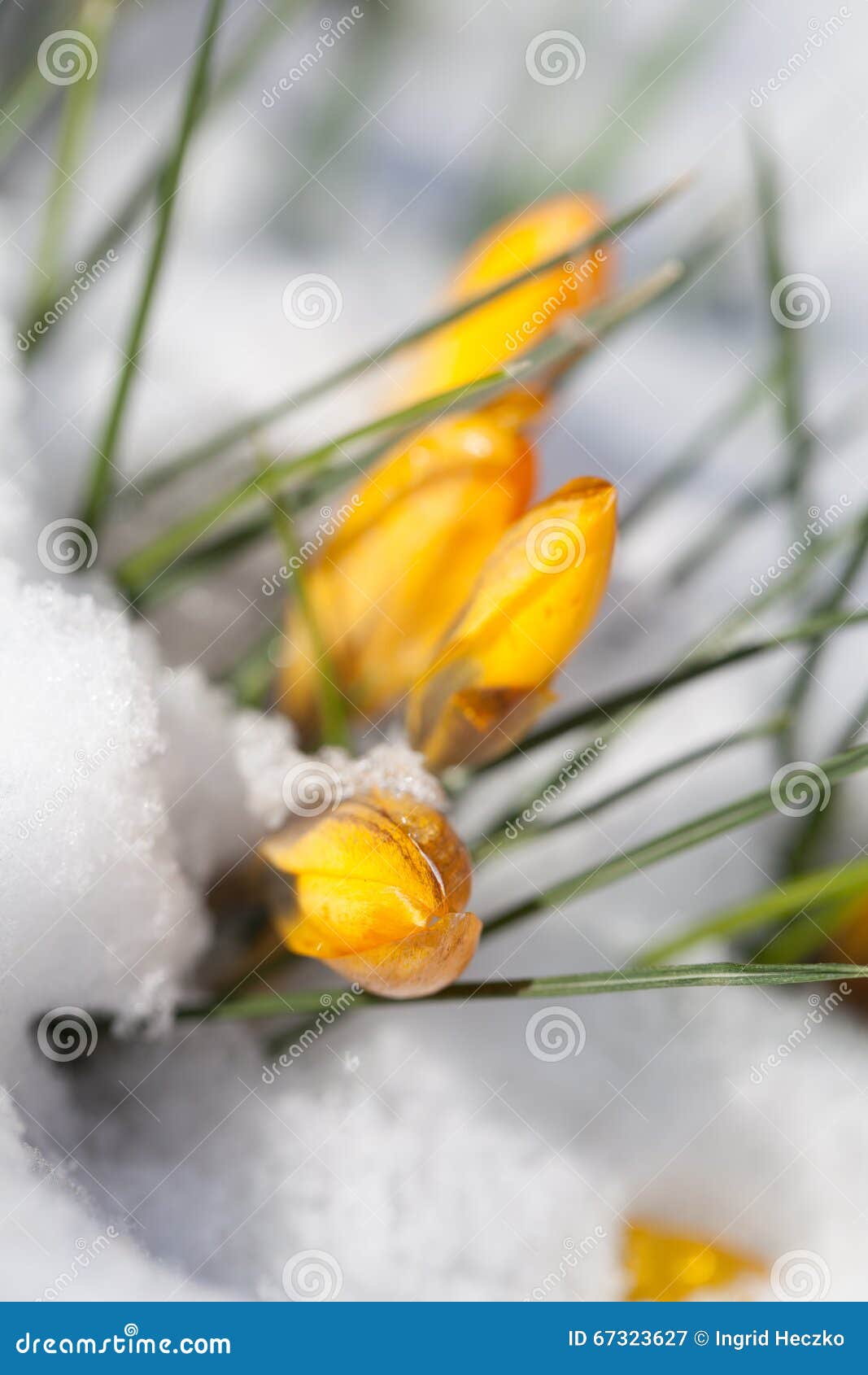 Yellow Crocuses in the Snow Stock Image - Image of plant, sprout: 67323627