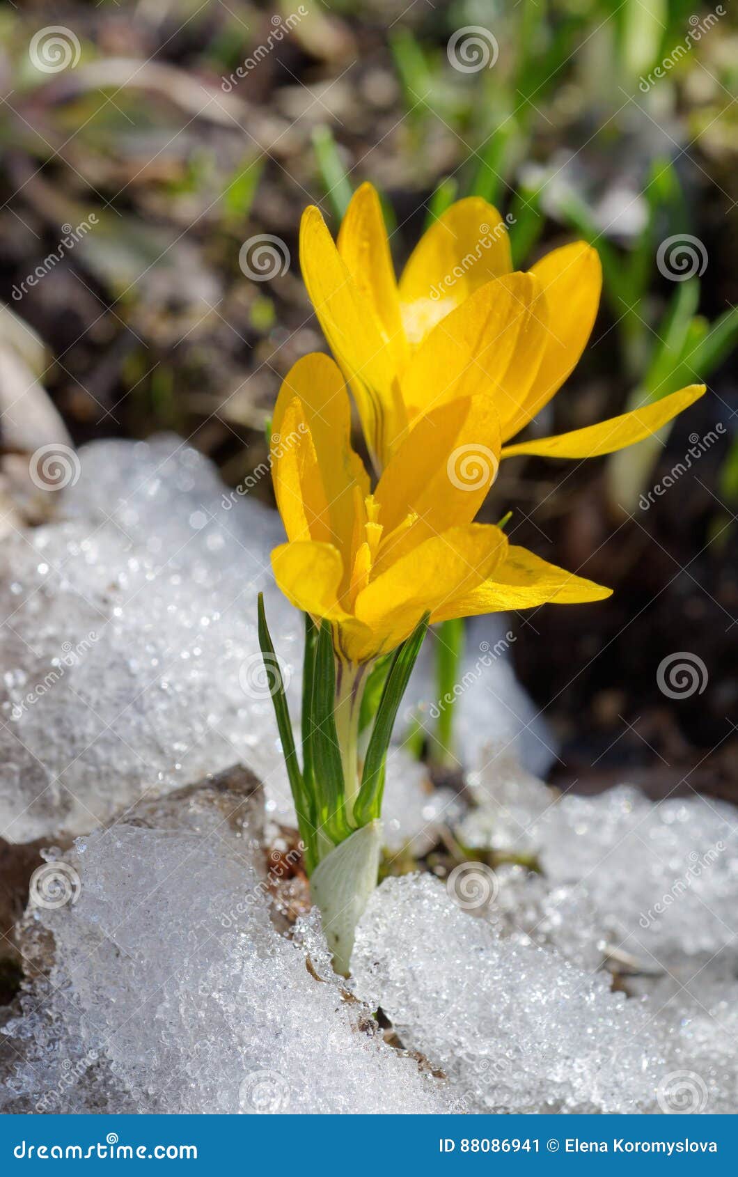 Yellow Crocuses in snow stock image. Image of cold, closeup - 88086941