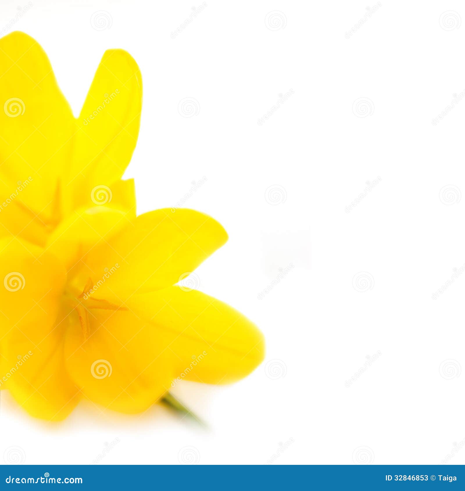 Yellow Crocuses / Spring Flowers / Macro Stock Image - Image of border ...
