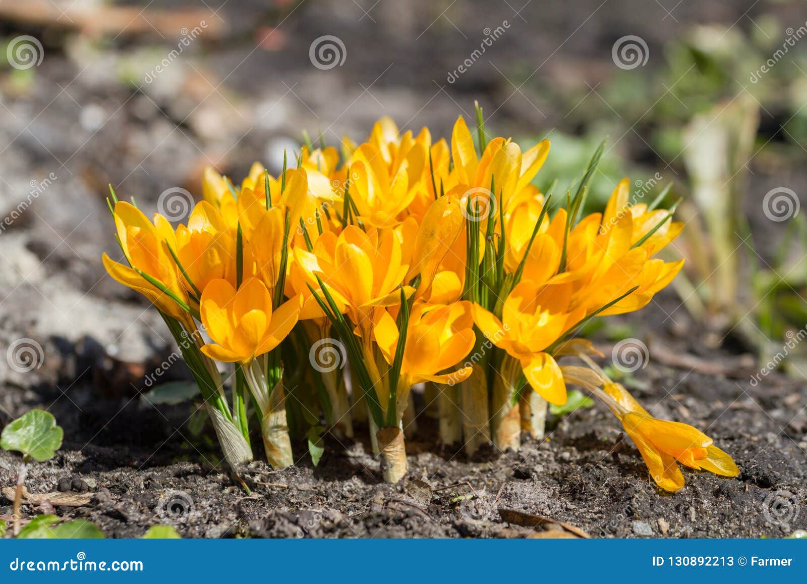 Yellow Crocuses in a Spring Garden Stock Image - Image of crocus, green ...