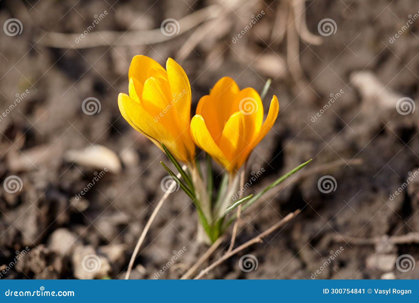 Yellow Crocuses in Spring Sunlight Bloomed in Spring Stock Image ...