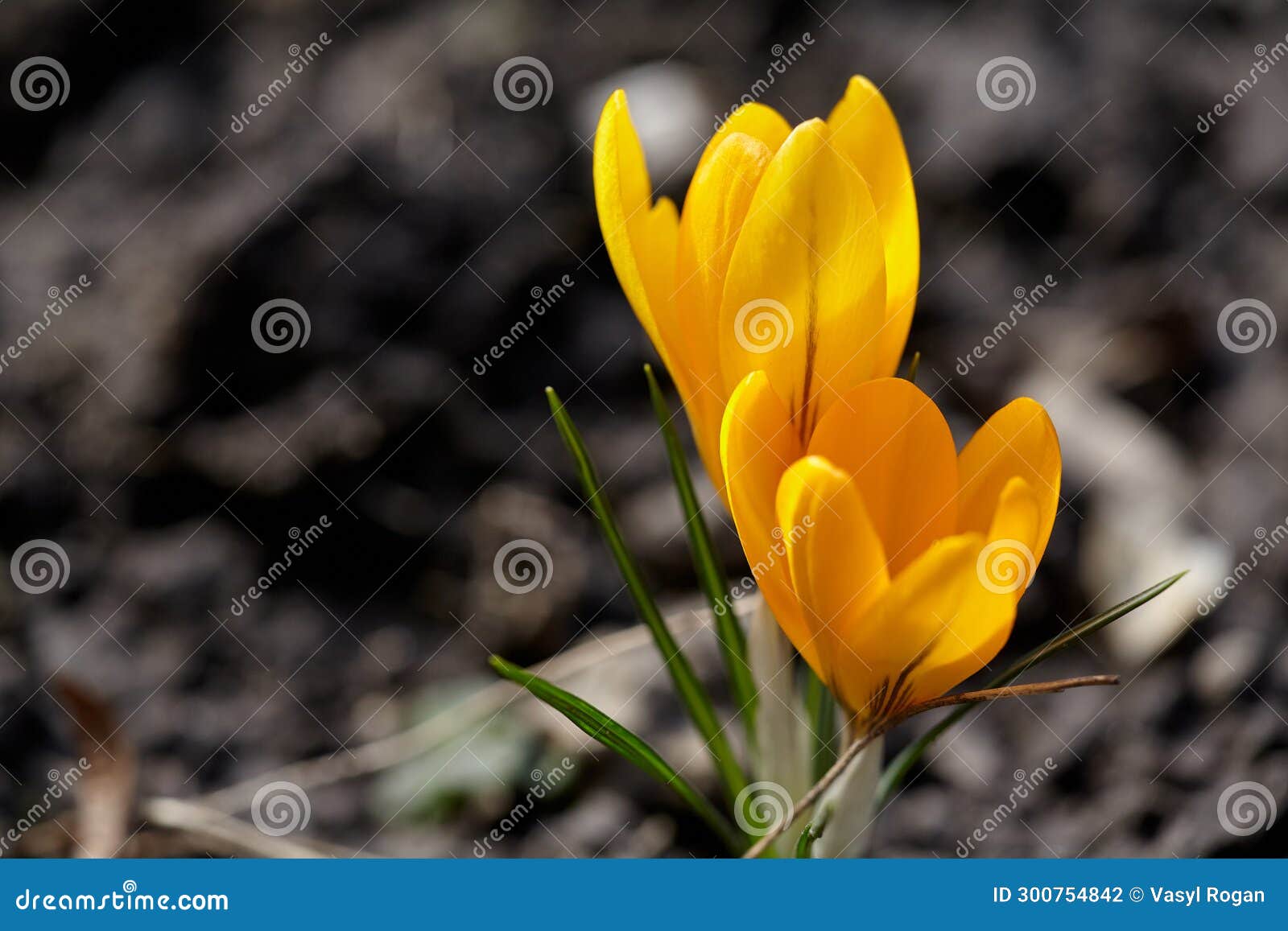 Yellow Crocuses in Spring Sunlight Bloomed in Spring Stock Photo ...