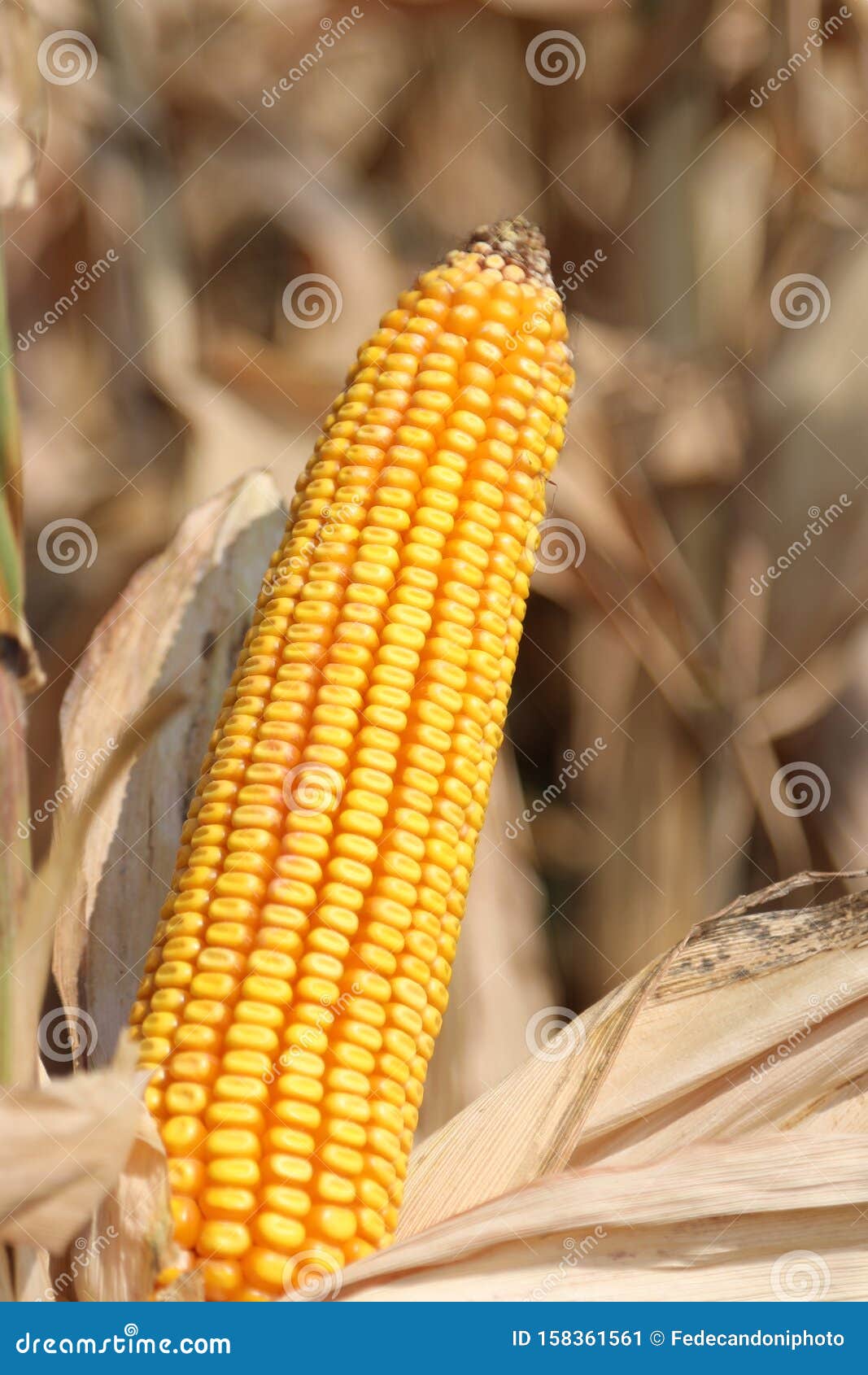 Yellow Cron cobs stock image. Image of corn, large, mature - 158361561
