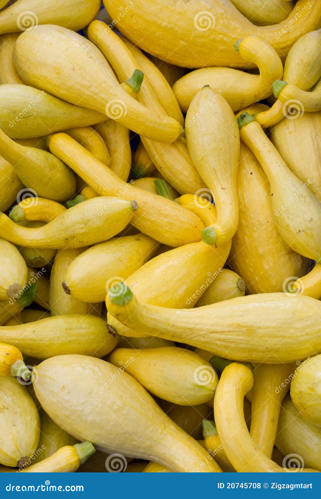 Yellow or Crook Neck Squash on Display Stock Photo - Image of vegetable ...