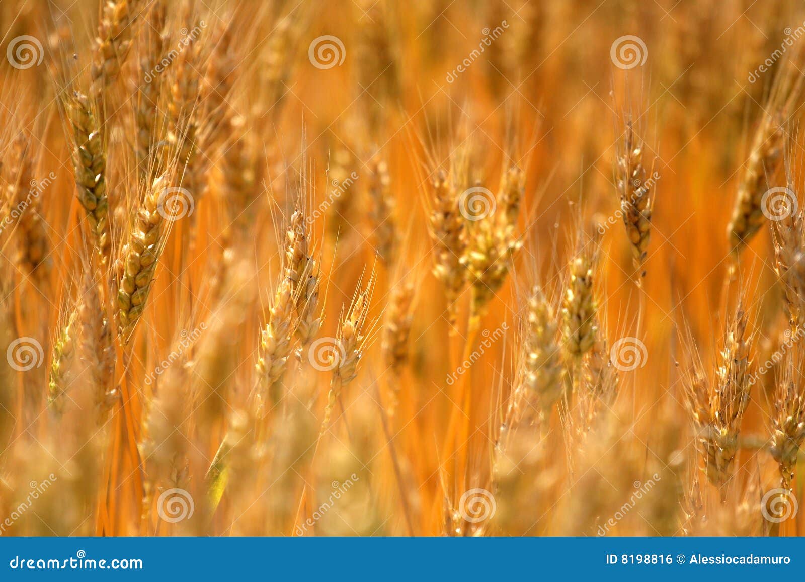 Yellow Crops stock photo. Image of grano, raccolto, crops - 8198816