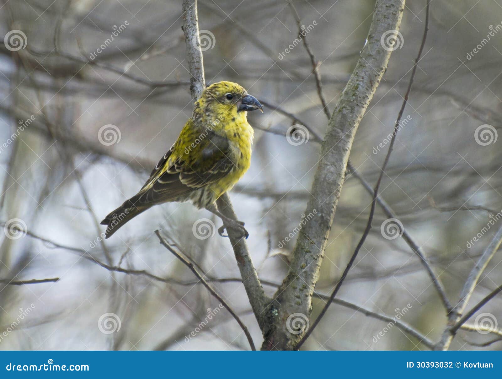 Yellow Crossbill on the Branch Bush Stock Photo - Image of bush, curved ...