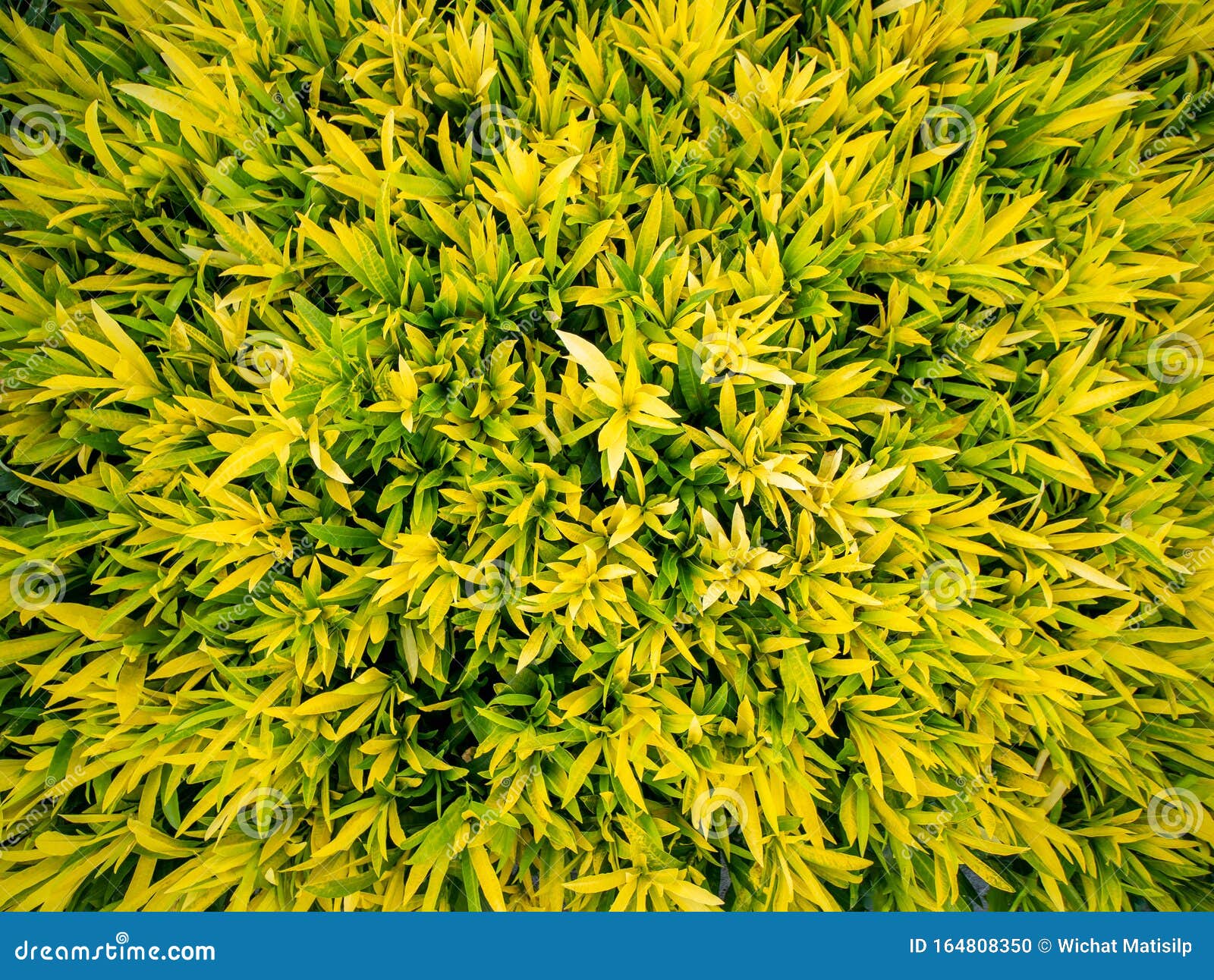 Yellow Croton Growing stock photo. Image of design, foliage - 164808350