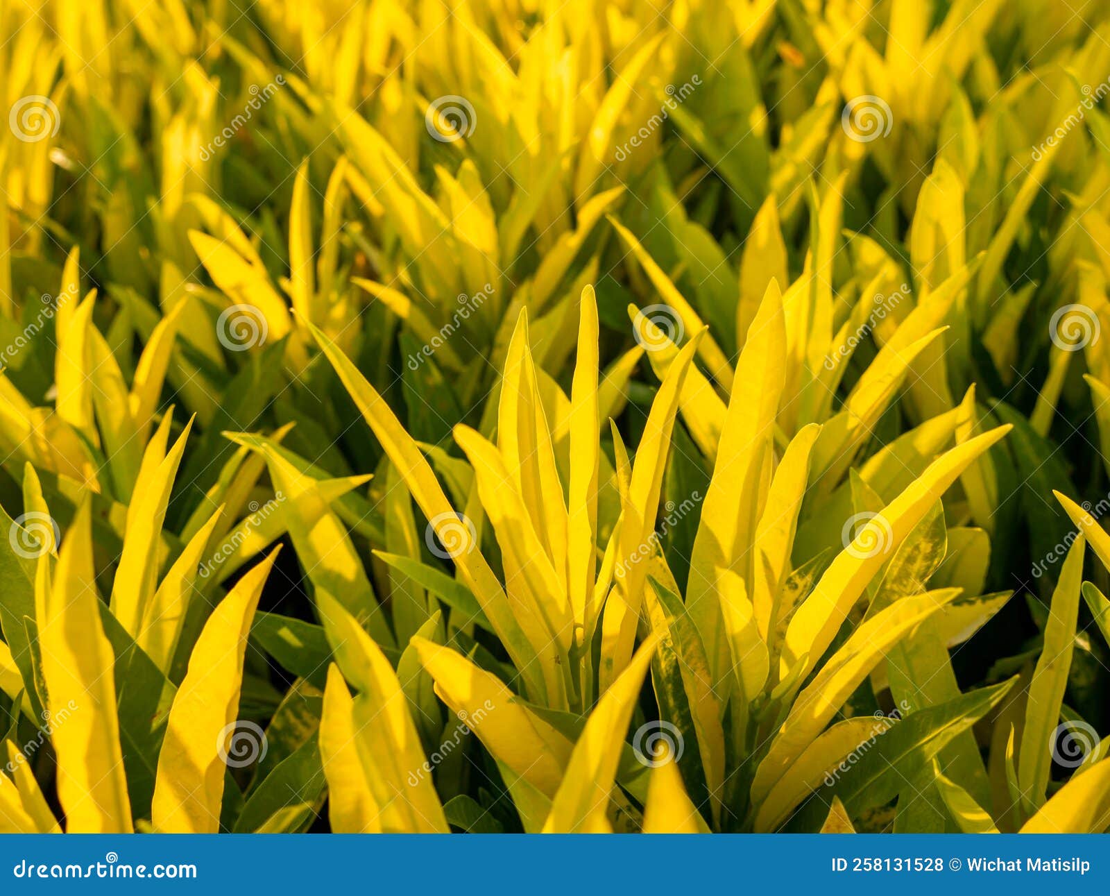Yellow Croton Growing stock photo. Image of foliage - 258131528