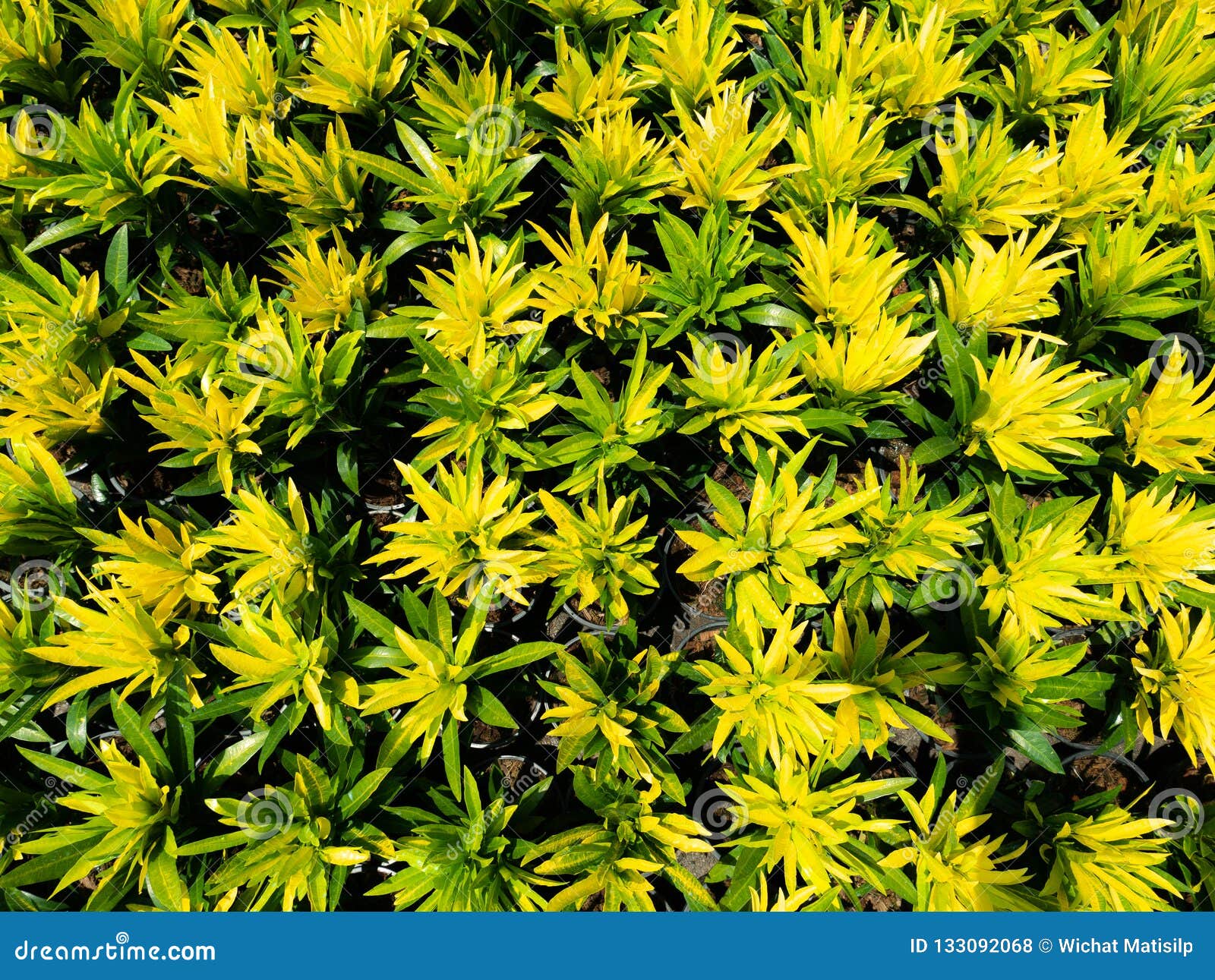 The Yellow Crotons in a Row Stock Photo - Image of ecology, lush: 133092068