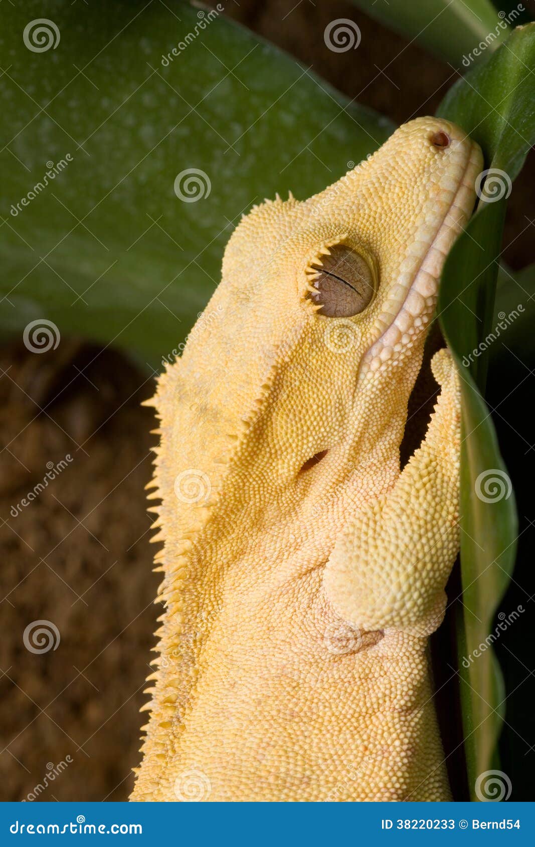 Crown Gecko On The Leaf Royalty-Free Stock Image | CartoonDealer.com ...