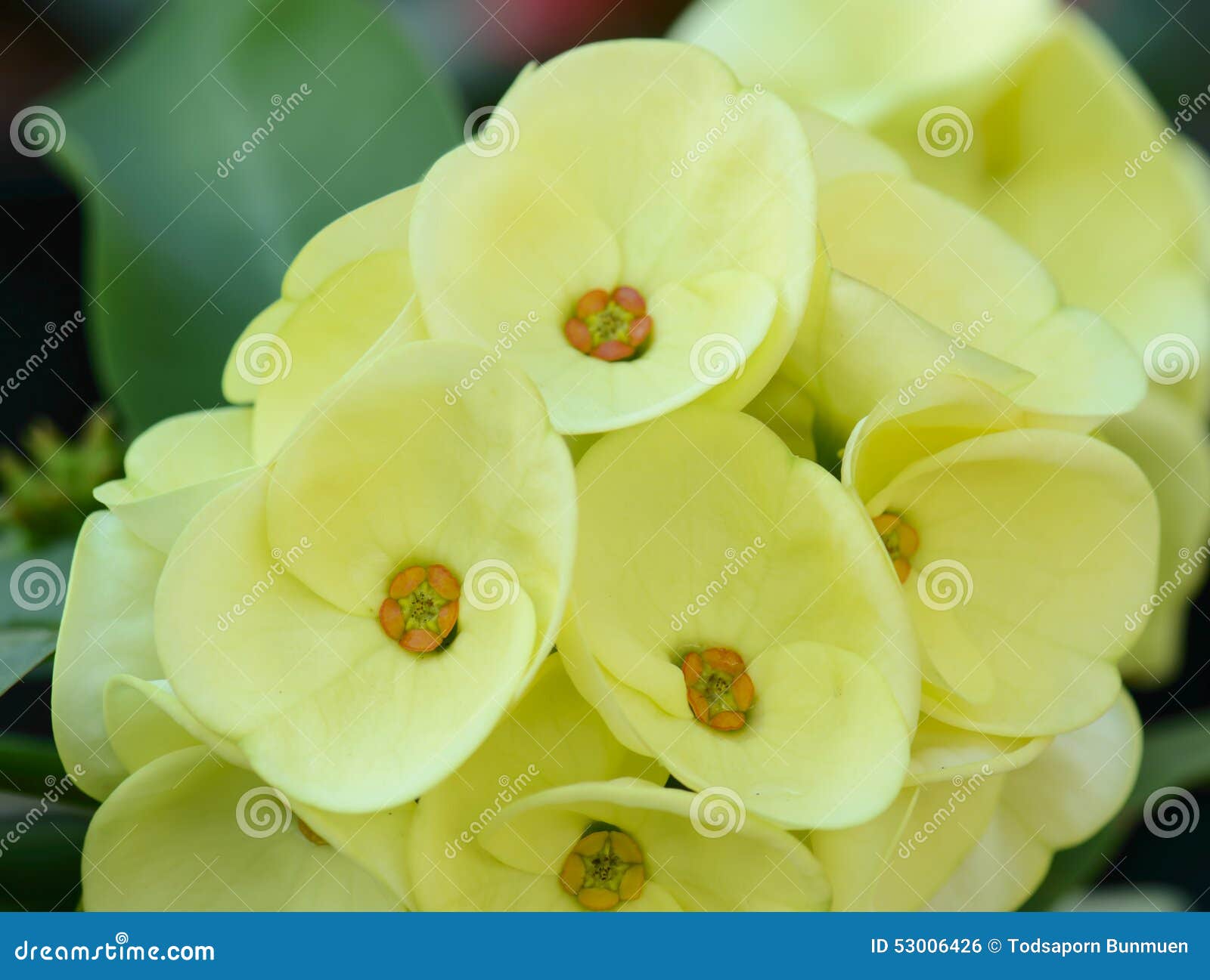Yellow Crown of Thorns Flowers Stock Photo - Image of houseplant, color ...