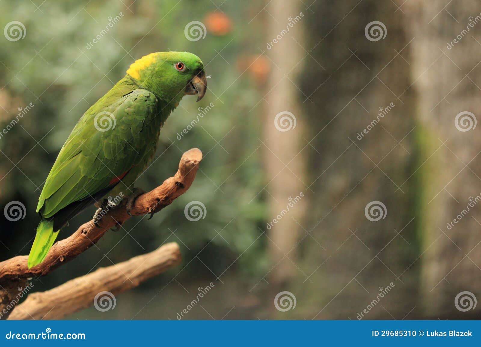 Yellow-crowned amazon stock photo. Image of sitting, bird - 29685310
