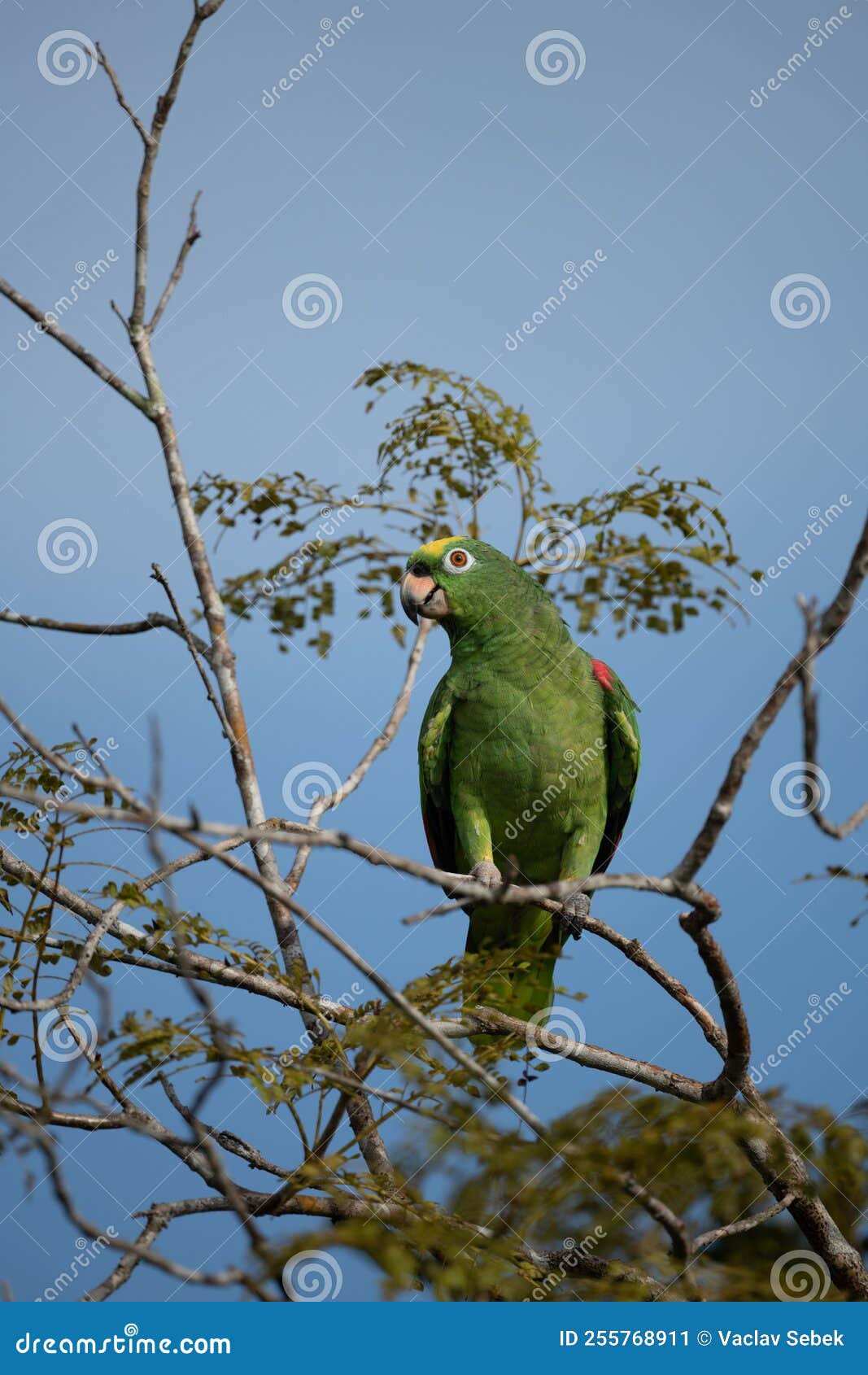 Yellow-crowned Amazon - Amazona Ochrocephala Stock Image - Image of ...