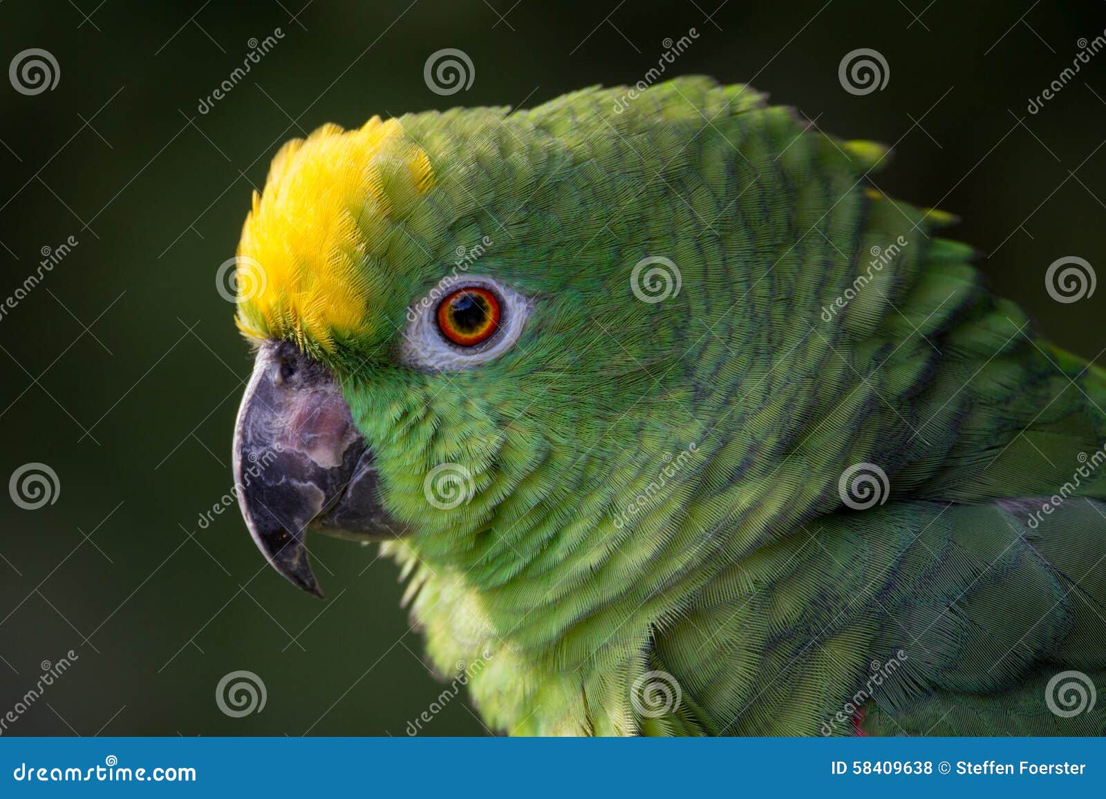 Yellow-crowned amazon stock photo. Image of beak, beautiful - 58409638