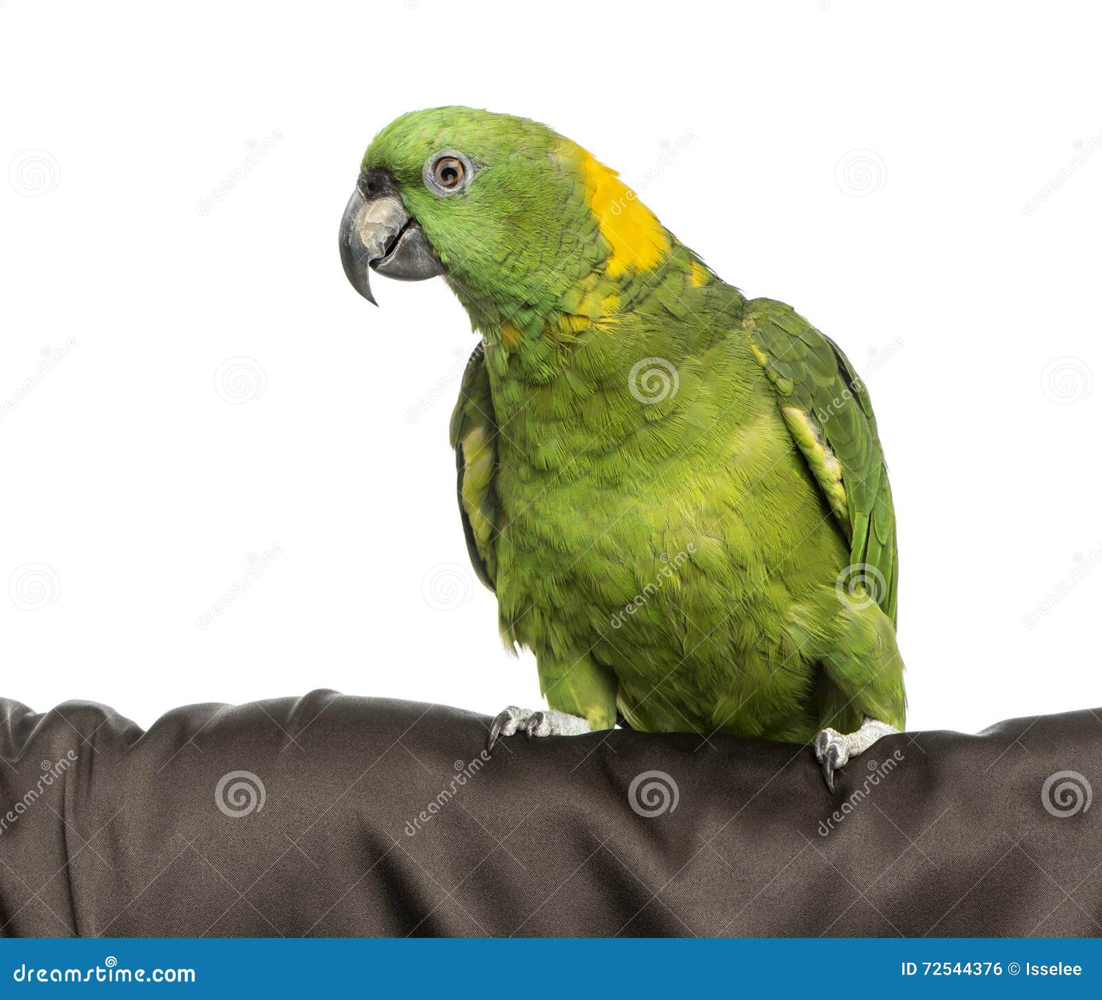 Yellow-crowned Amazon stock photo. Image of studio, isolated - 72544376