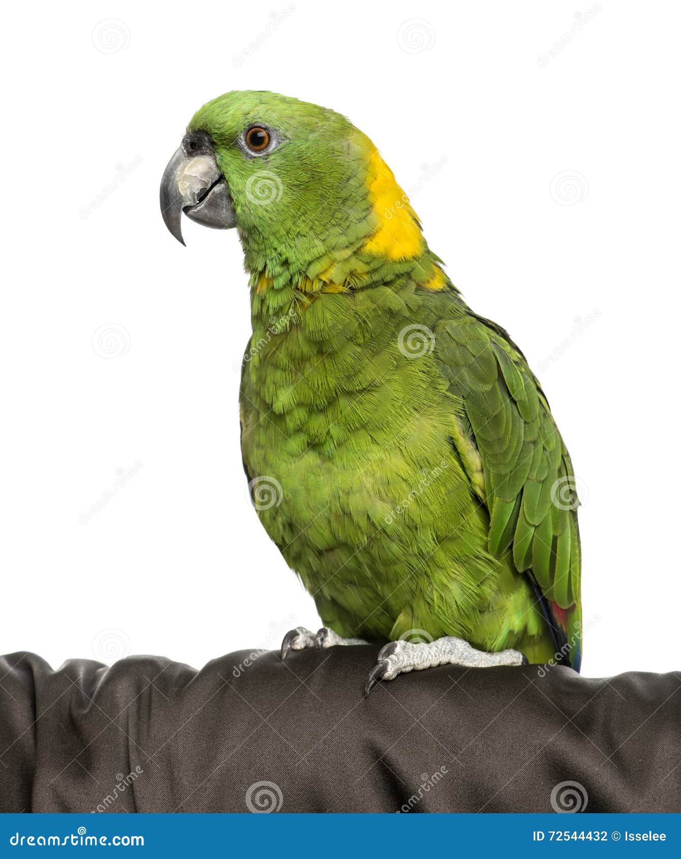 Yellow-crowned Amazon stock photo. Image of people, amazona - 72544432