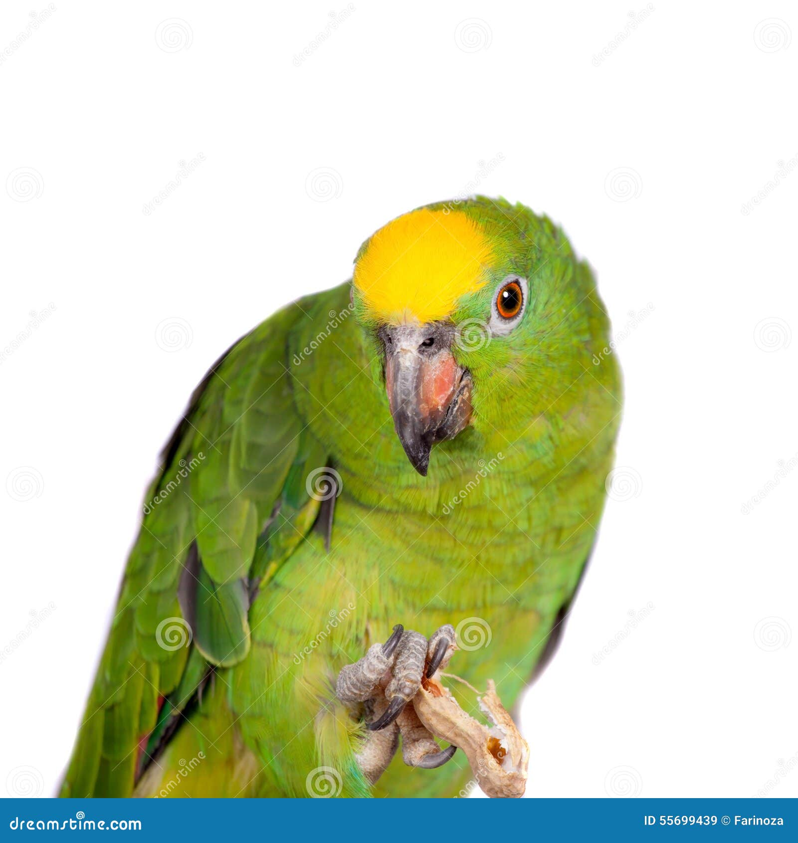 Yellow-crowned Amazon Isolated on White Stock Image - Image of large ...