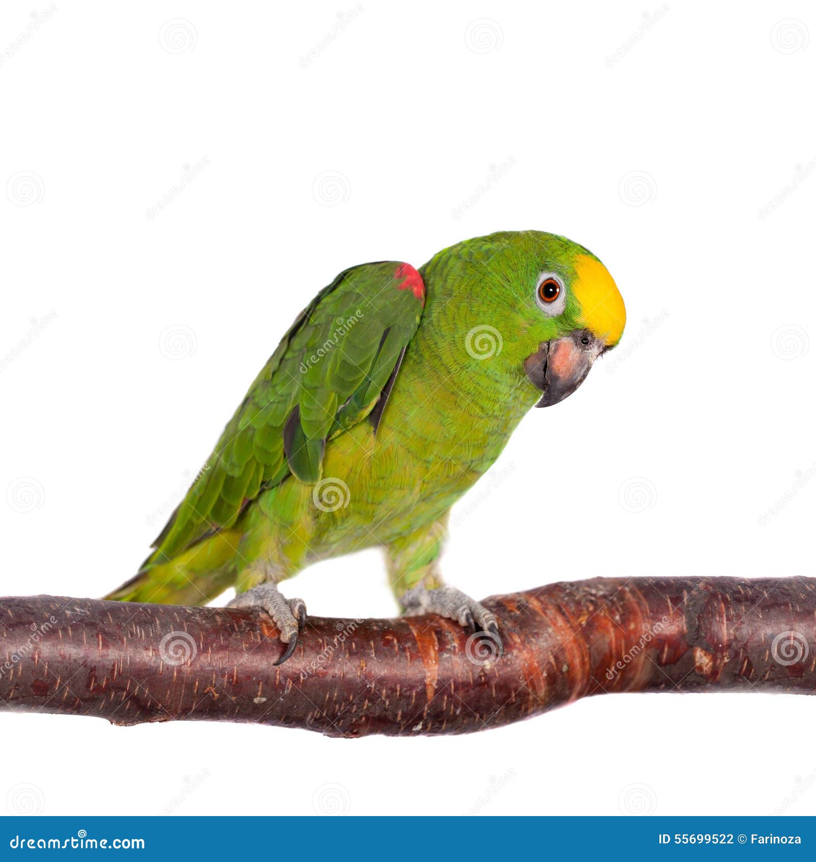 Yellow-crowned Amazon Isolated on White Stock Photo - Image of ...